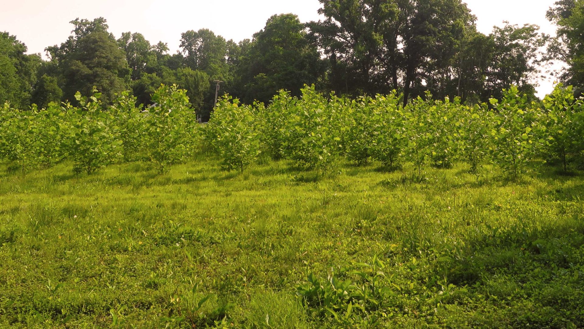 The 100-Year Experiment: How Best to Restore Forests?