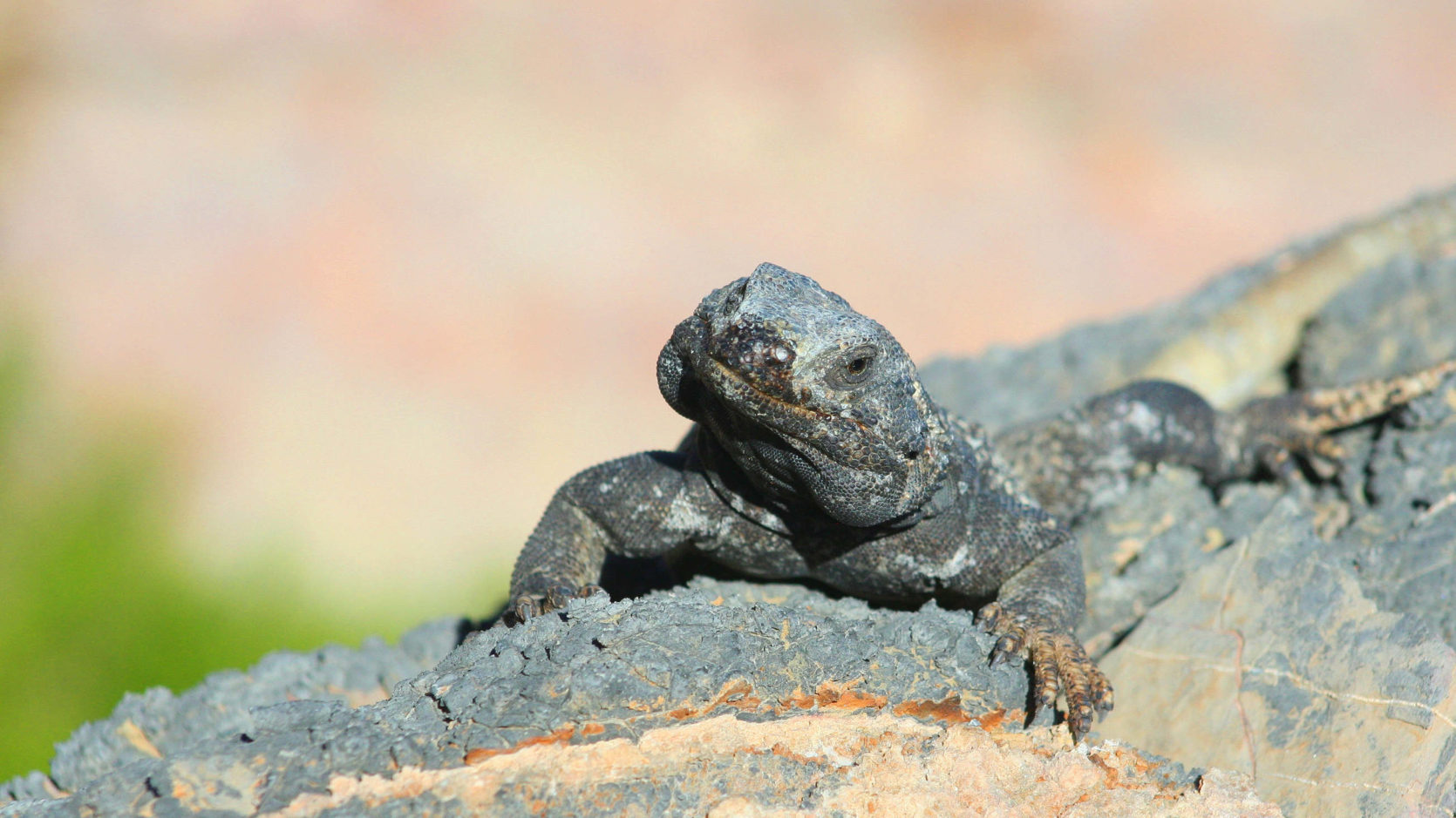Cryptic Species Lurk Even in North America