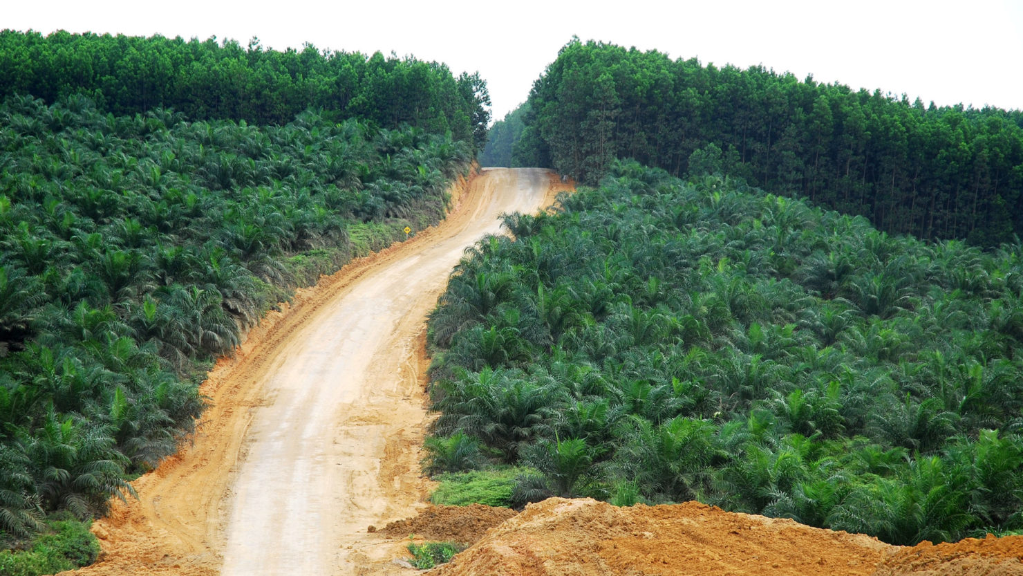 Policing Palm Oil Deforestation with Satellite Data