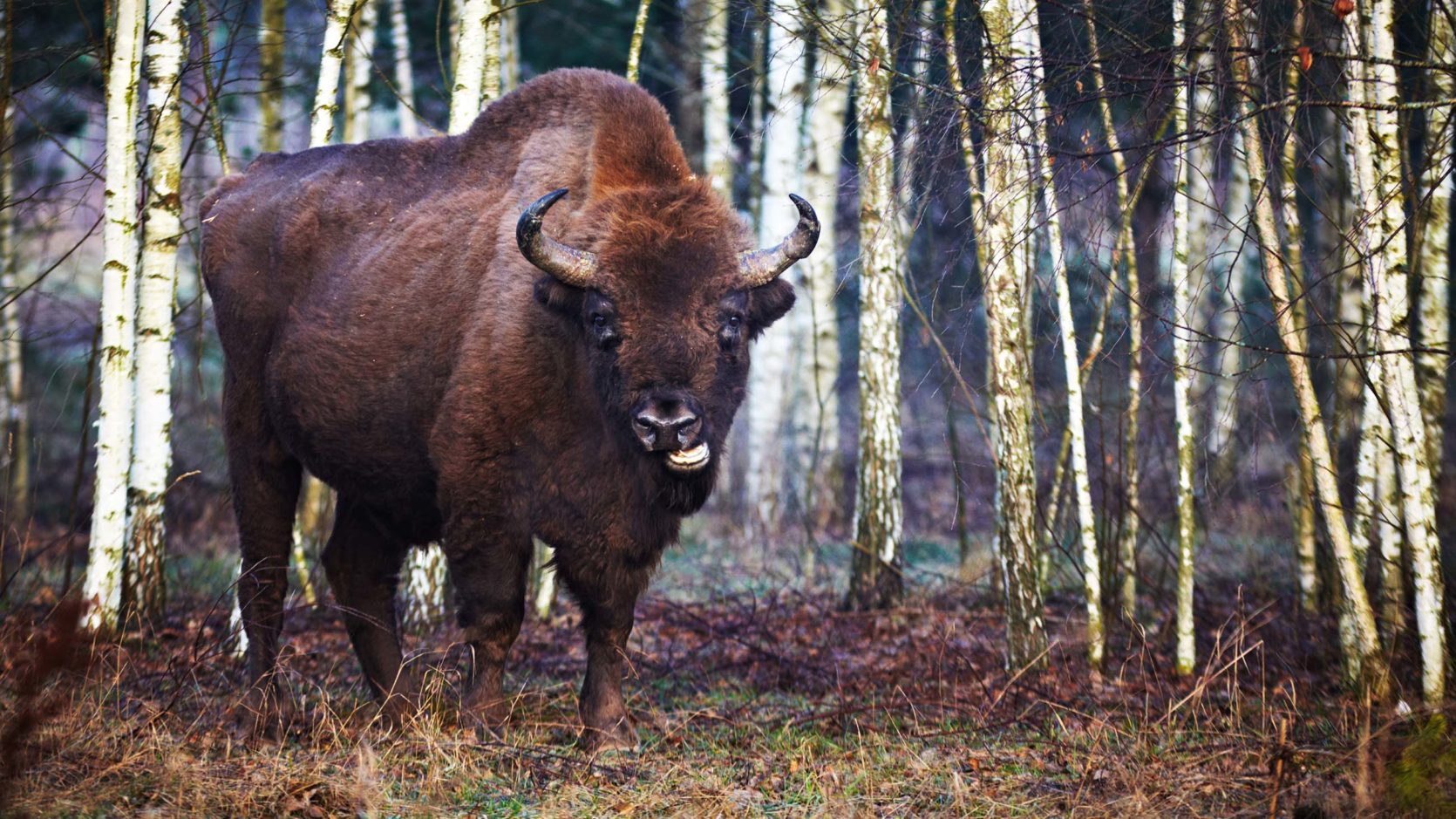 Polish logging threatens Europe's bison, the wisent