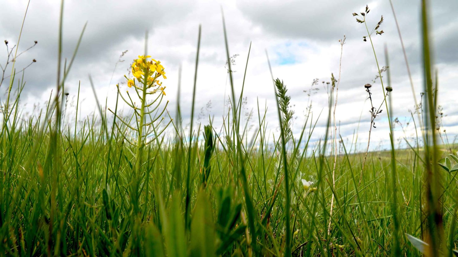 Saving America's Broken and Vanishing Prairie Lands