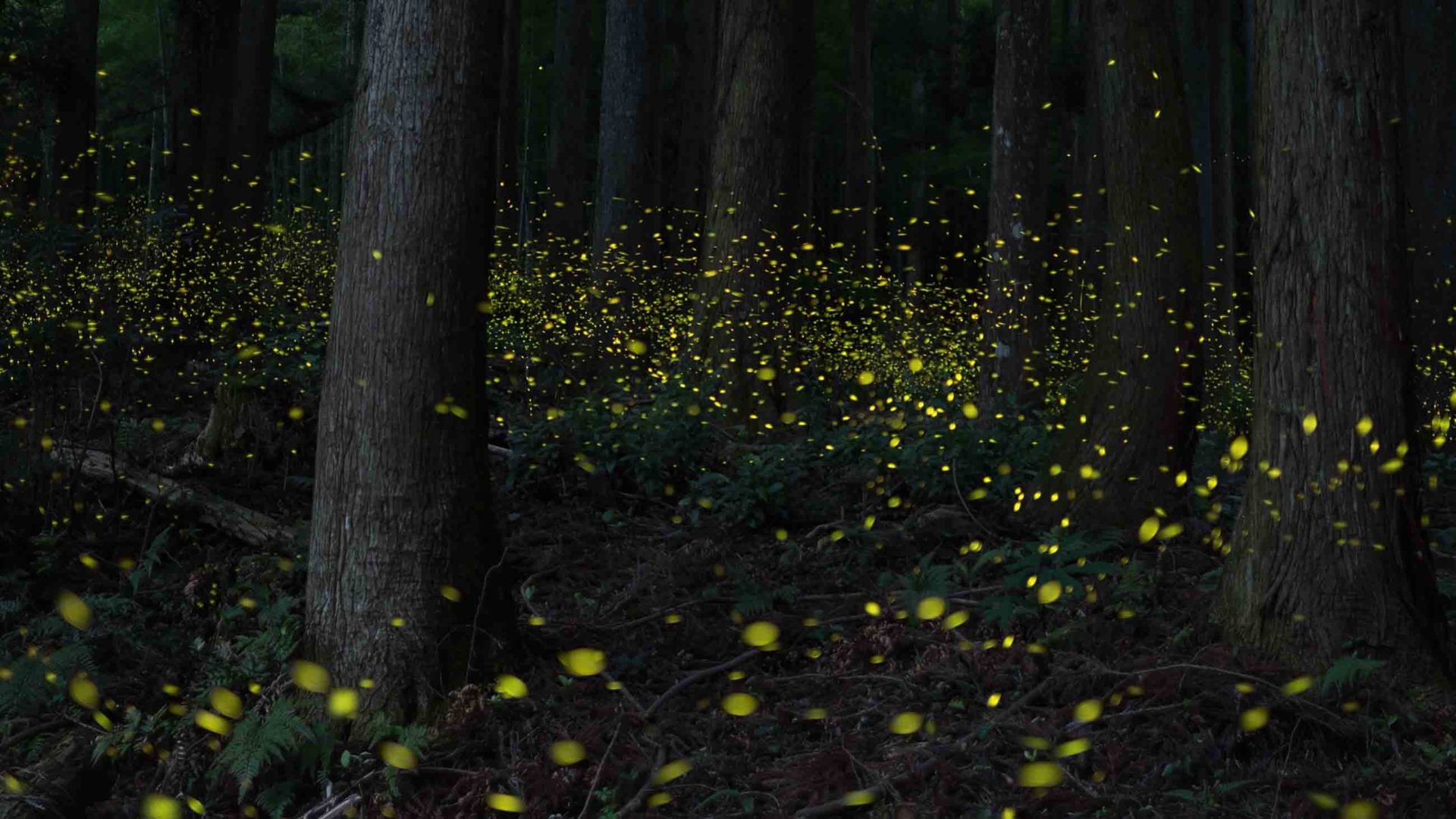 For the Sake of Their Glow: What Happened to Moriyama's Fireflies?