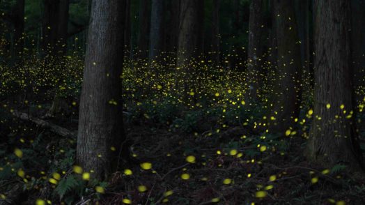 For the Sake of Their Glow: What Happened to Moriyama's Fireflies?