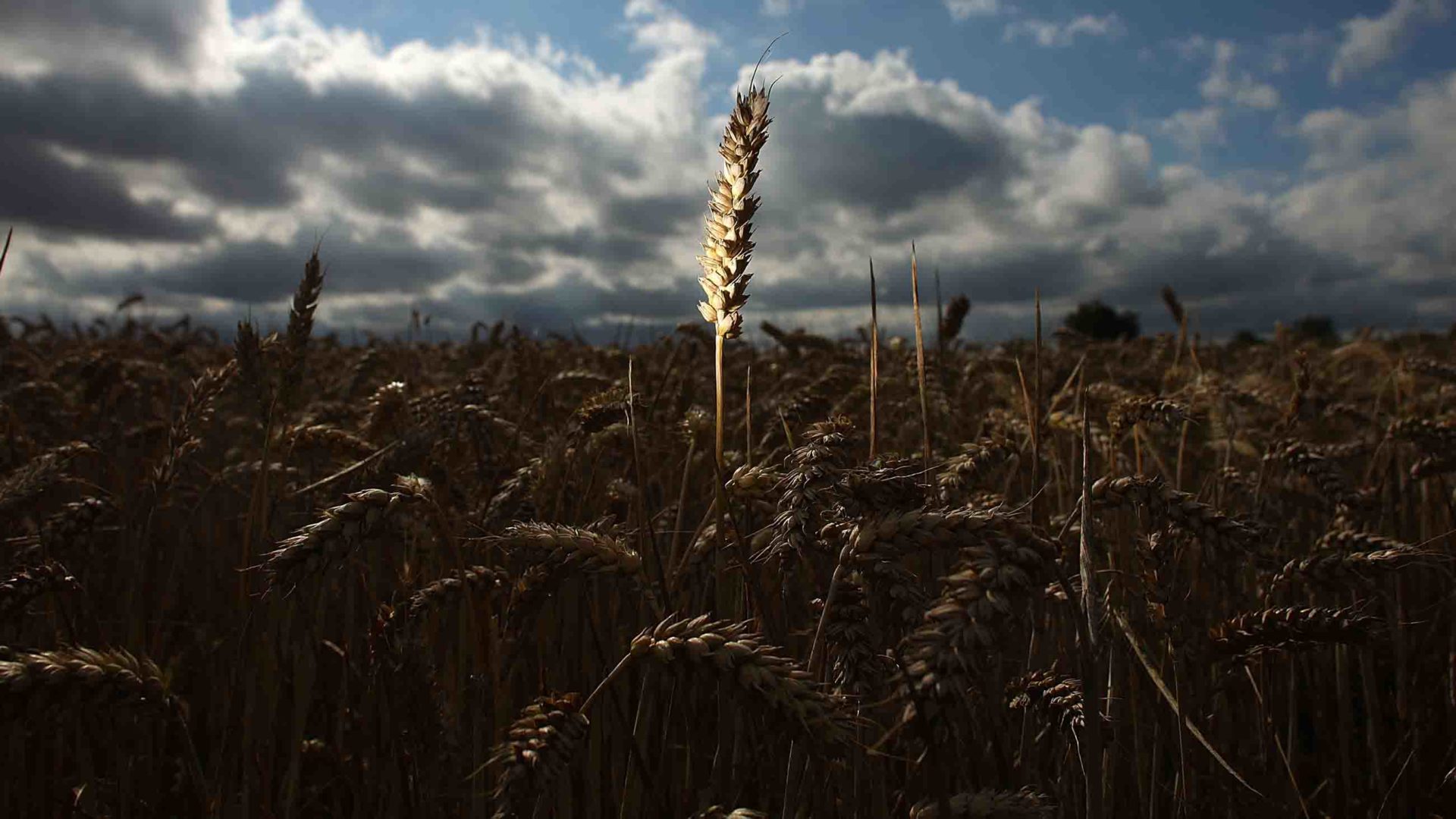Hunting for Wheat Rust Resistance Amid Relentless Fungal Mutations