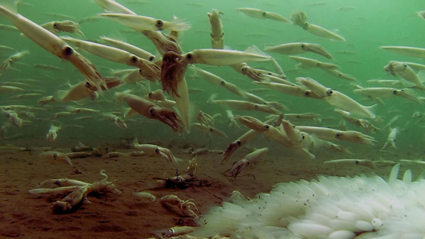 As Alaskan Waters Warm, Market Squid Move North