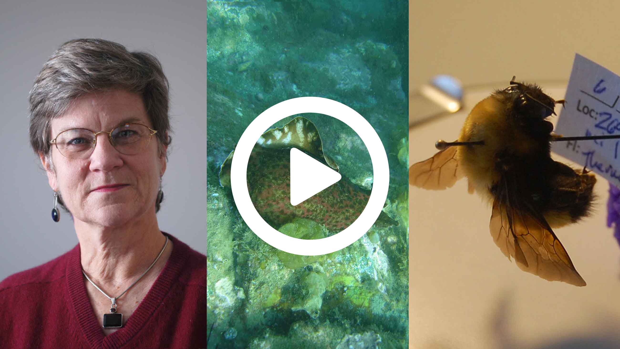 Ep. 27: Desert Bees, Snail Memories, Is Science Really Broken?