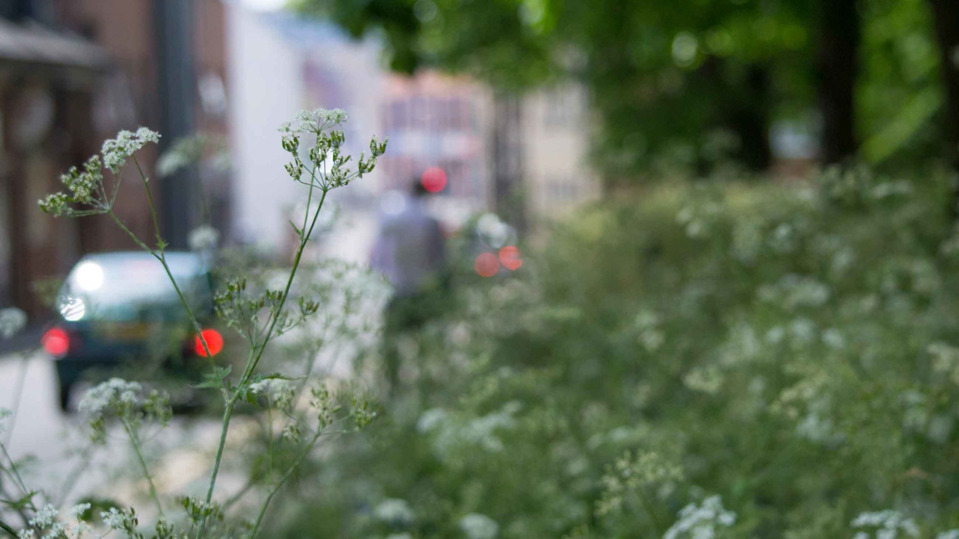 How to Design a Wildlife-Friendly City