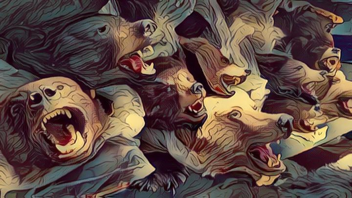 Through Education and Research, a Second Life for Animal Contraband