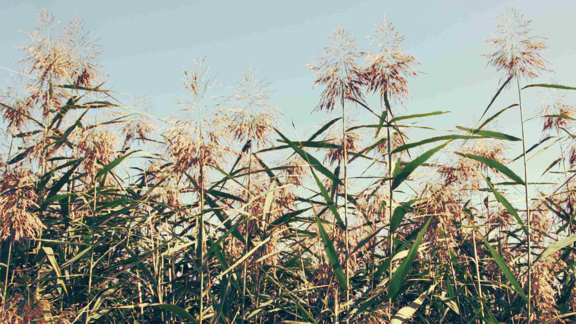 Invasion of the Phragmites