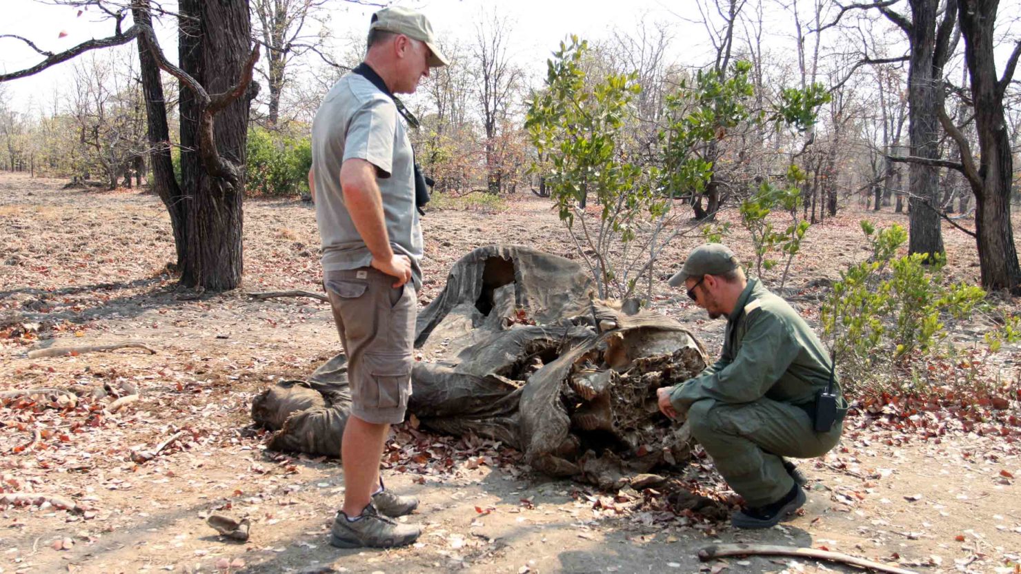 An Elephant's Carcass, and a Grim Reminder of Poaching's Victims