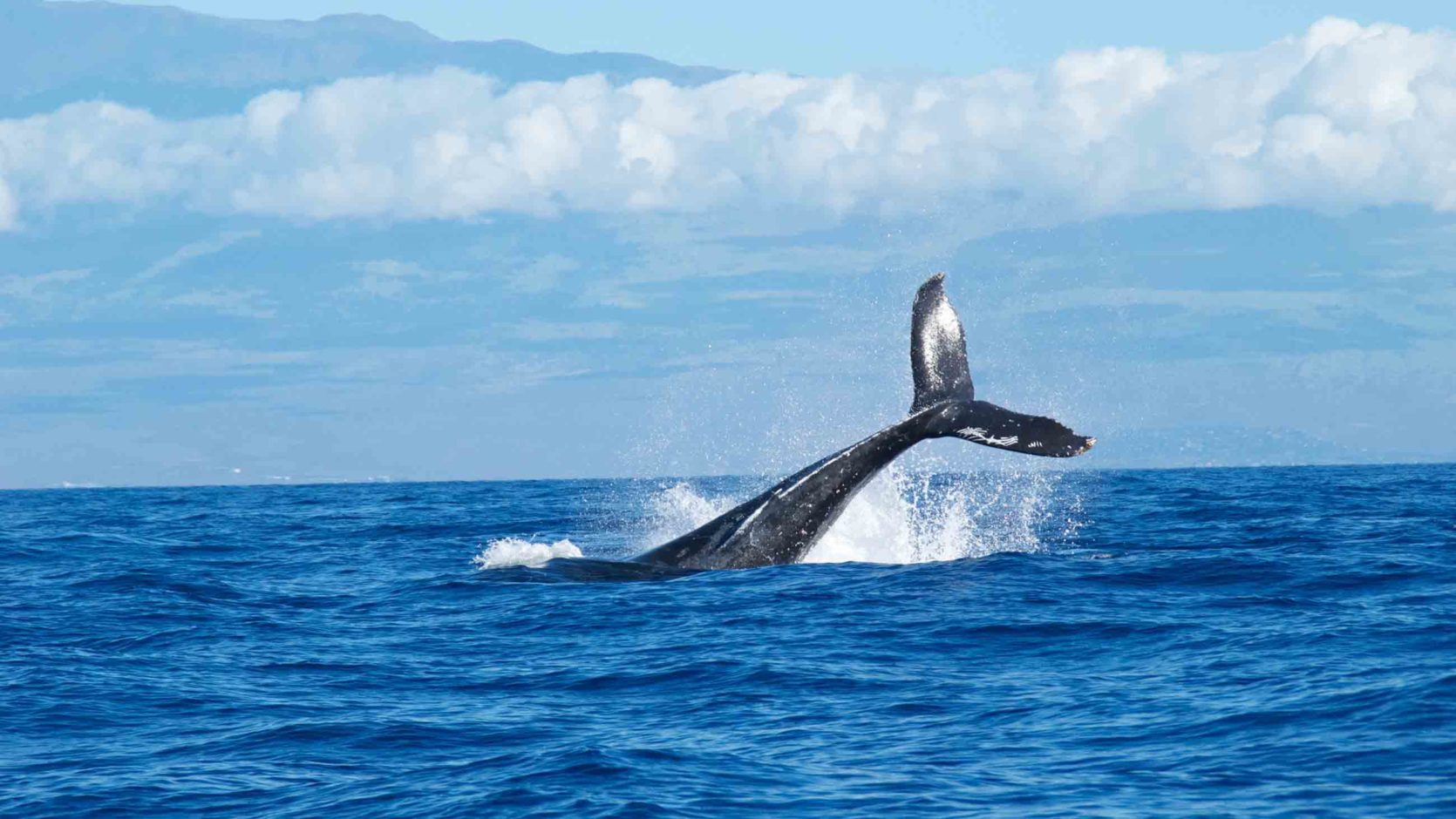 Among the Whales: Five Questions for Nicholas D. Pyenson