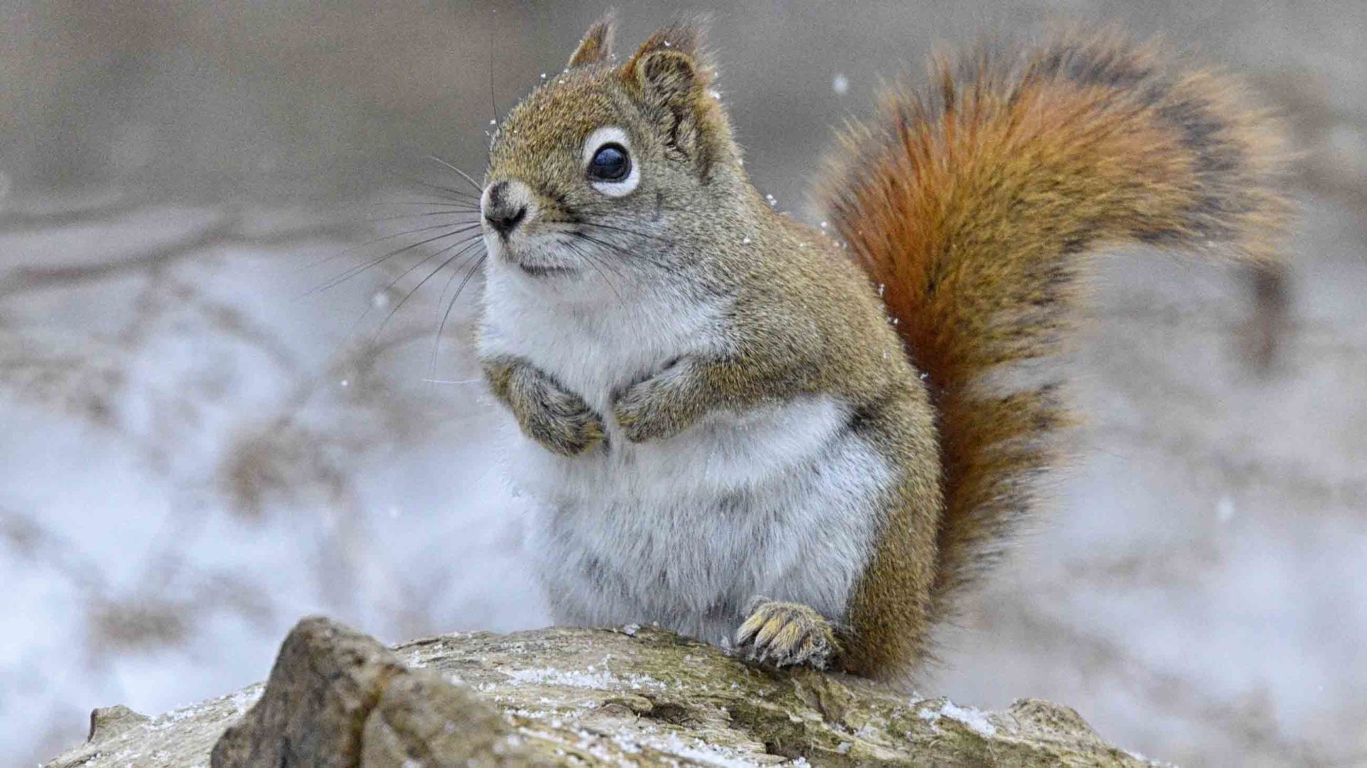 Climate Refugia: Finding Safe Havens for Vulnerable Species