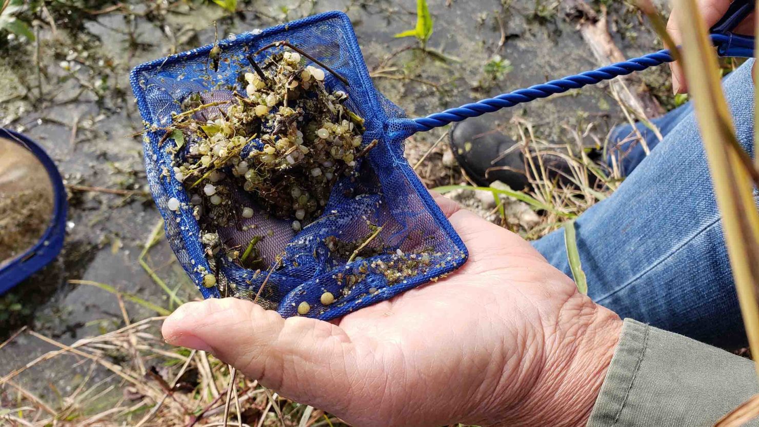 Plastic 'Nurdle' Pollution: Coming to a Beach Near You?