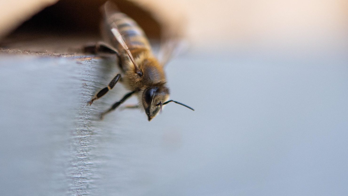 The Honeybee's Most Fearsome Enemy