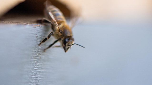 The Honeybee's Most Fearsome Enemy