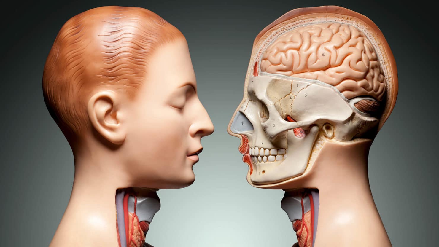 From Skull to Skin, a Quirky Tour of the Human Body