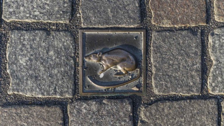 Humans Are Driving the Evolution of Urban Rats