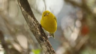 The Disappearing Songs of Hawaii’s Endangered Native Birds