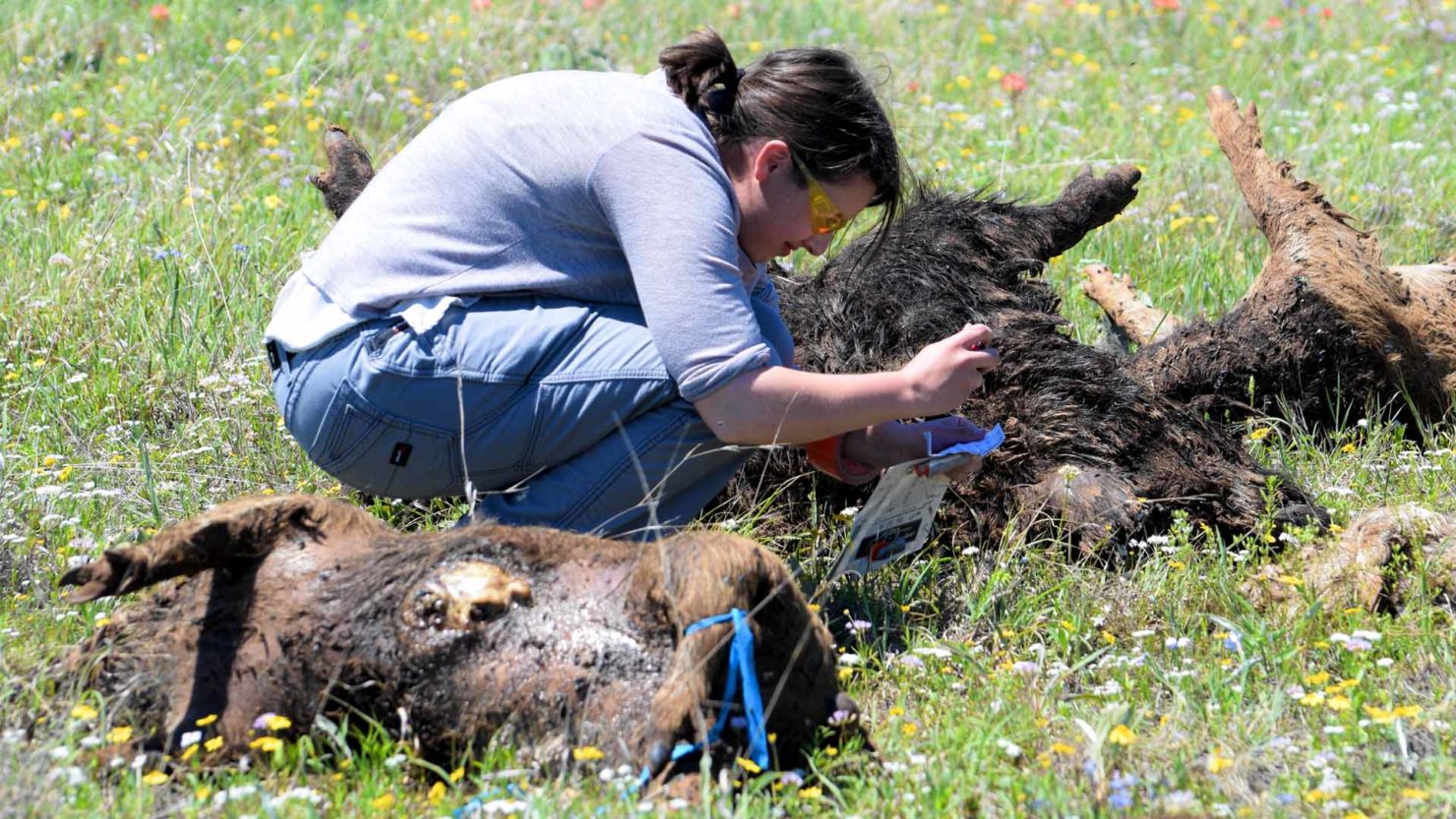How Mass Animal Die-Offs Reshape Ecosystems