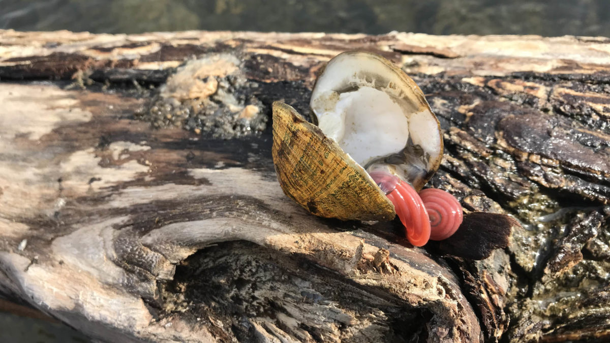 The Mysterious Demise of Freshwater Mussels