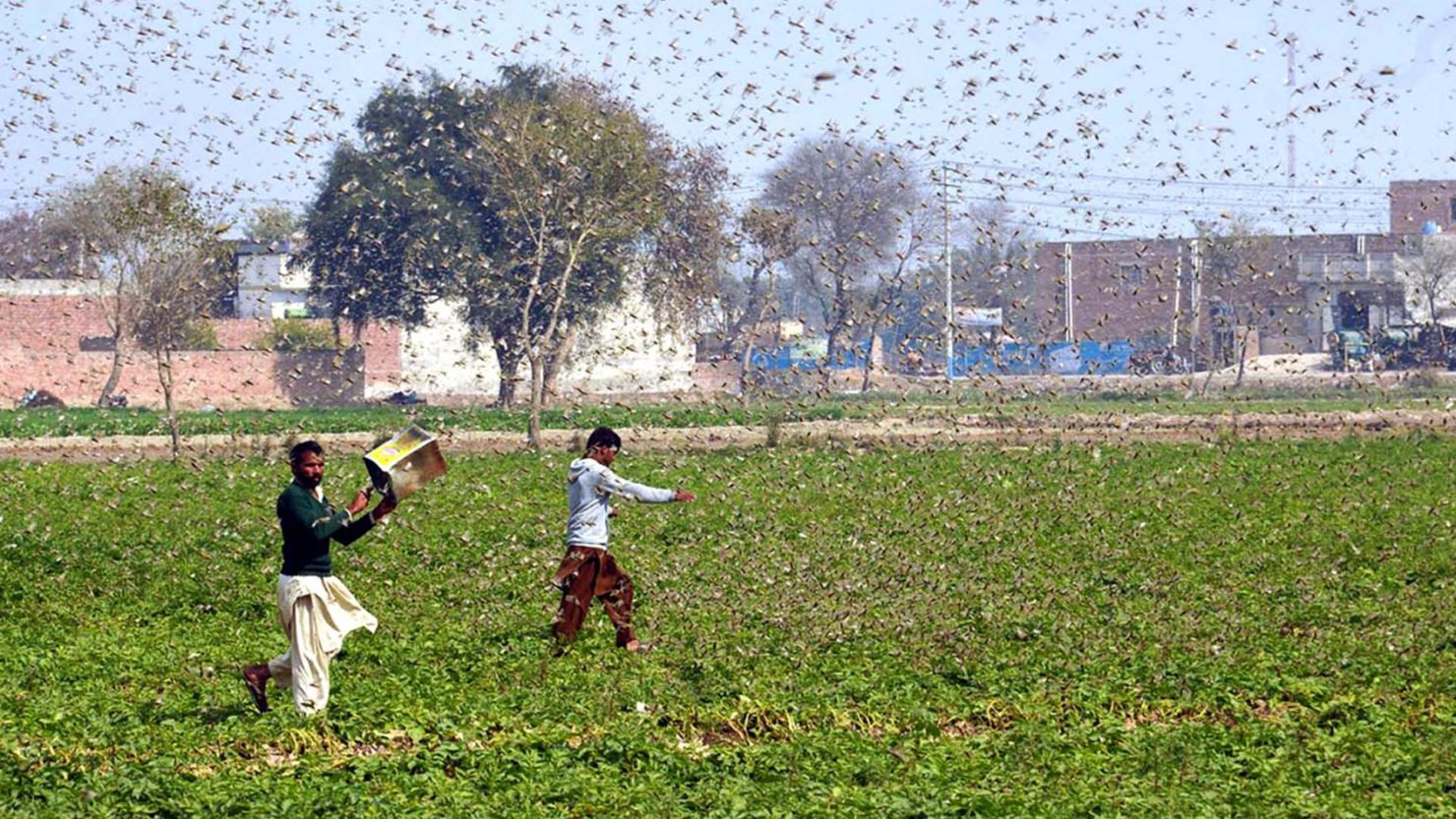 To Fight Locusts, Historic Rivals India and Pakistan Team Up