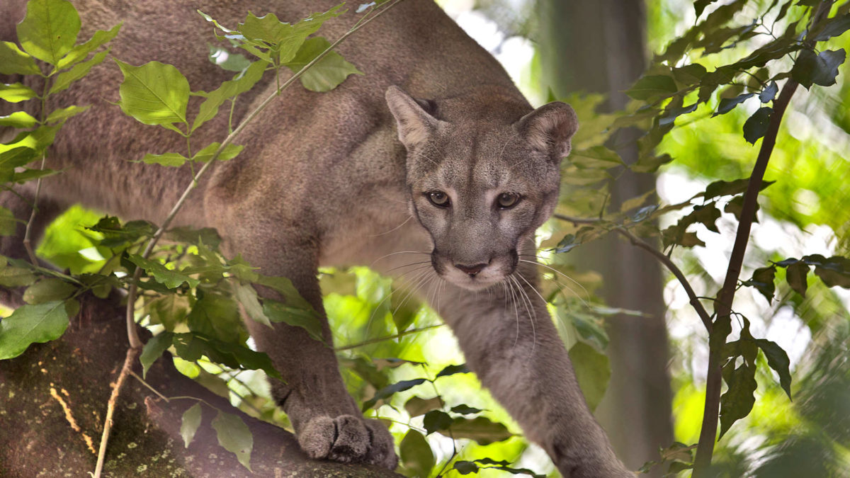 Bats, Panthers, and the Utterly Plausible Lab-Leak Hypothesis
