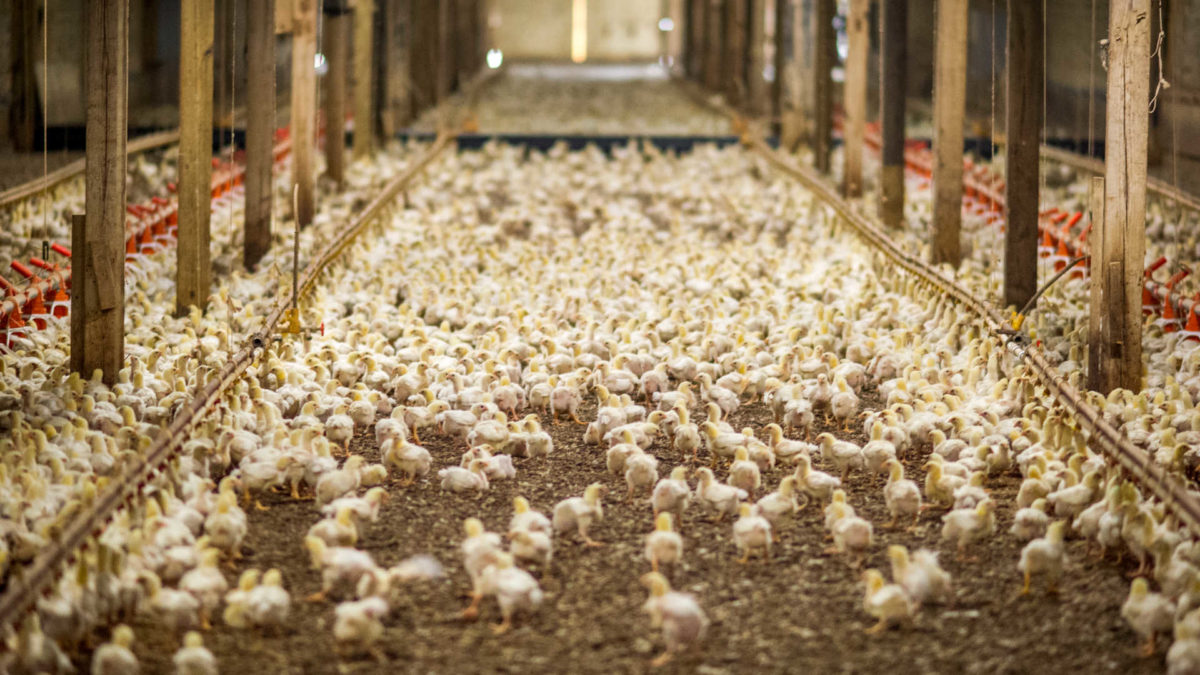 The Egg Industry Grapples With a Grim Practice: Chick Culling