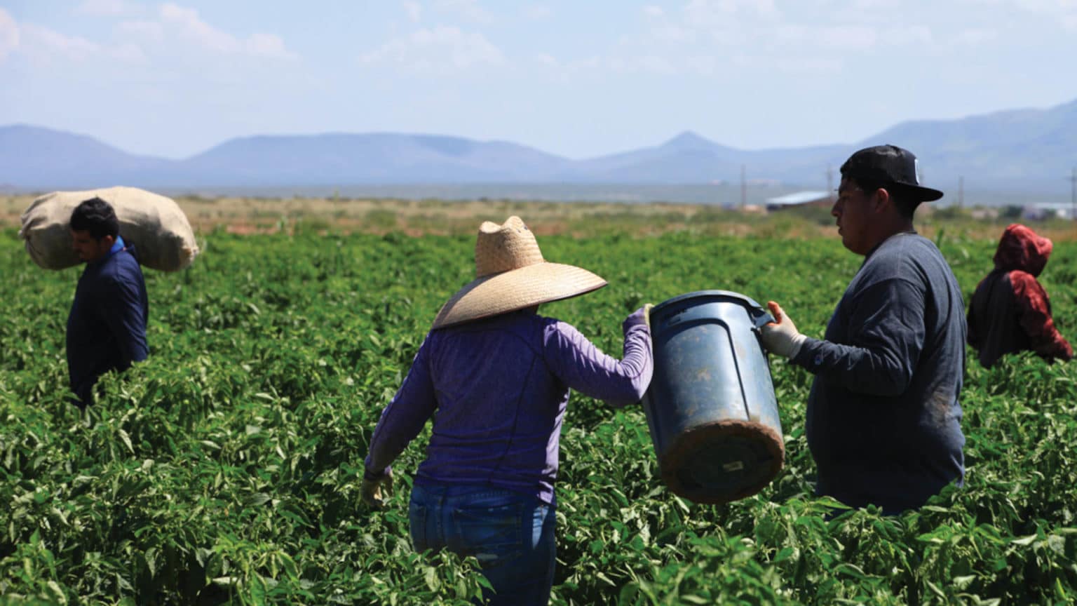 New Mexico's Chile Pepper Farmers Feel the Heat of Climate Change