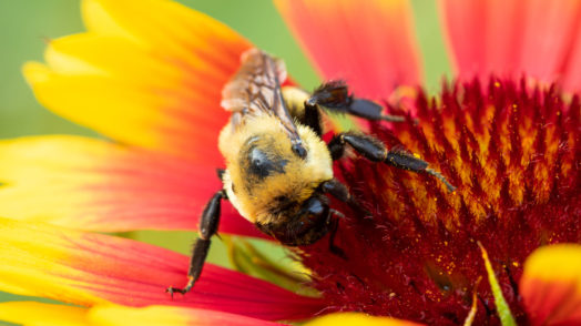The Bumblebee’s Decline Shows How We Get Conservation Wrong
