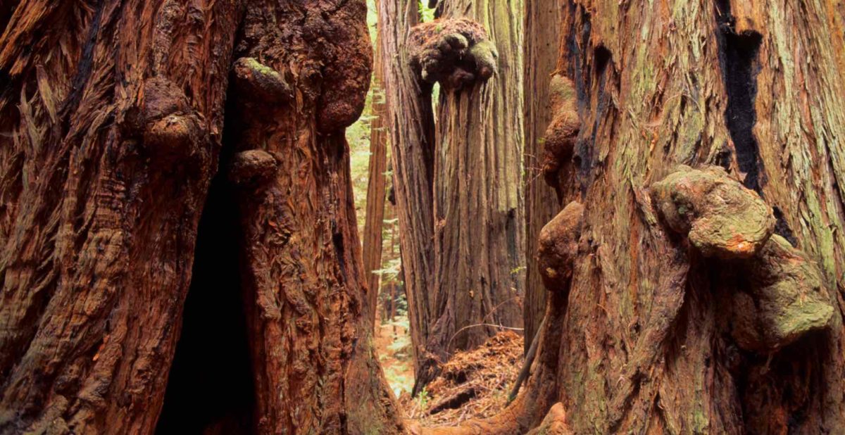 What Is an Old-Growth Tree Actually Worth?