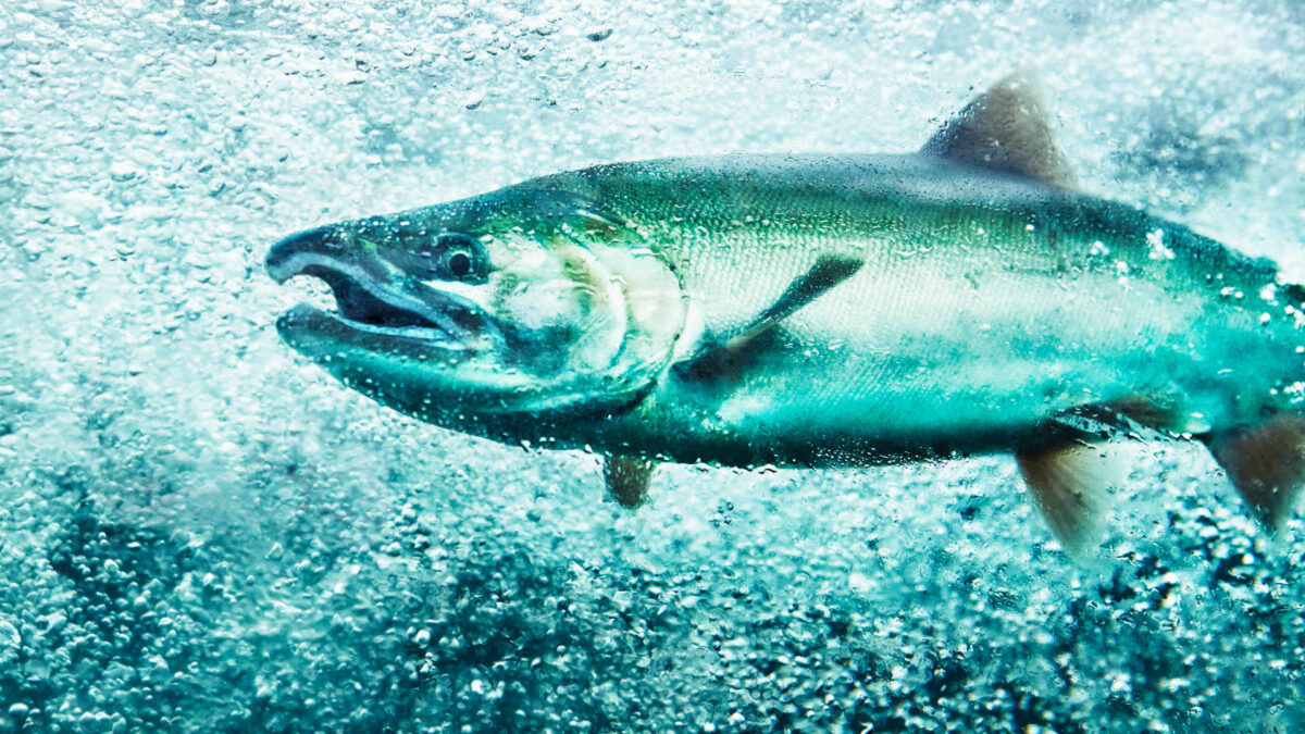 Uncertainty for Alaskan Salmon as Mining Companies Dig In