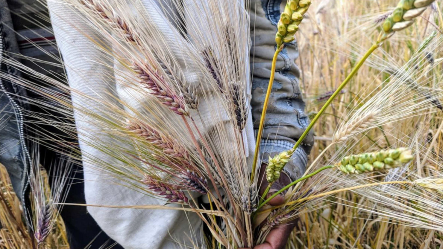 Making the Case for the Revival of an Ancient Grain Tradition