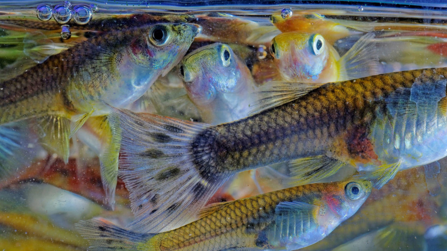 Dirty Waterways May Alter Fish Behavior