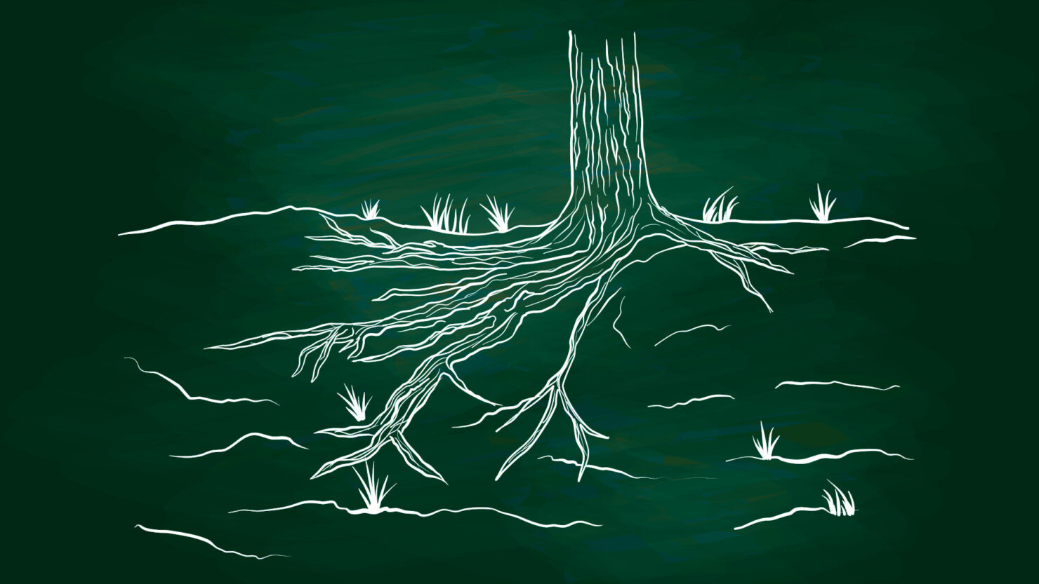 Where the ‘Wood-Wide Web’ Narrative Went Wrong