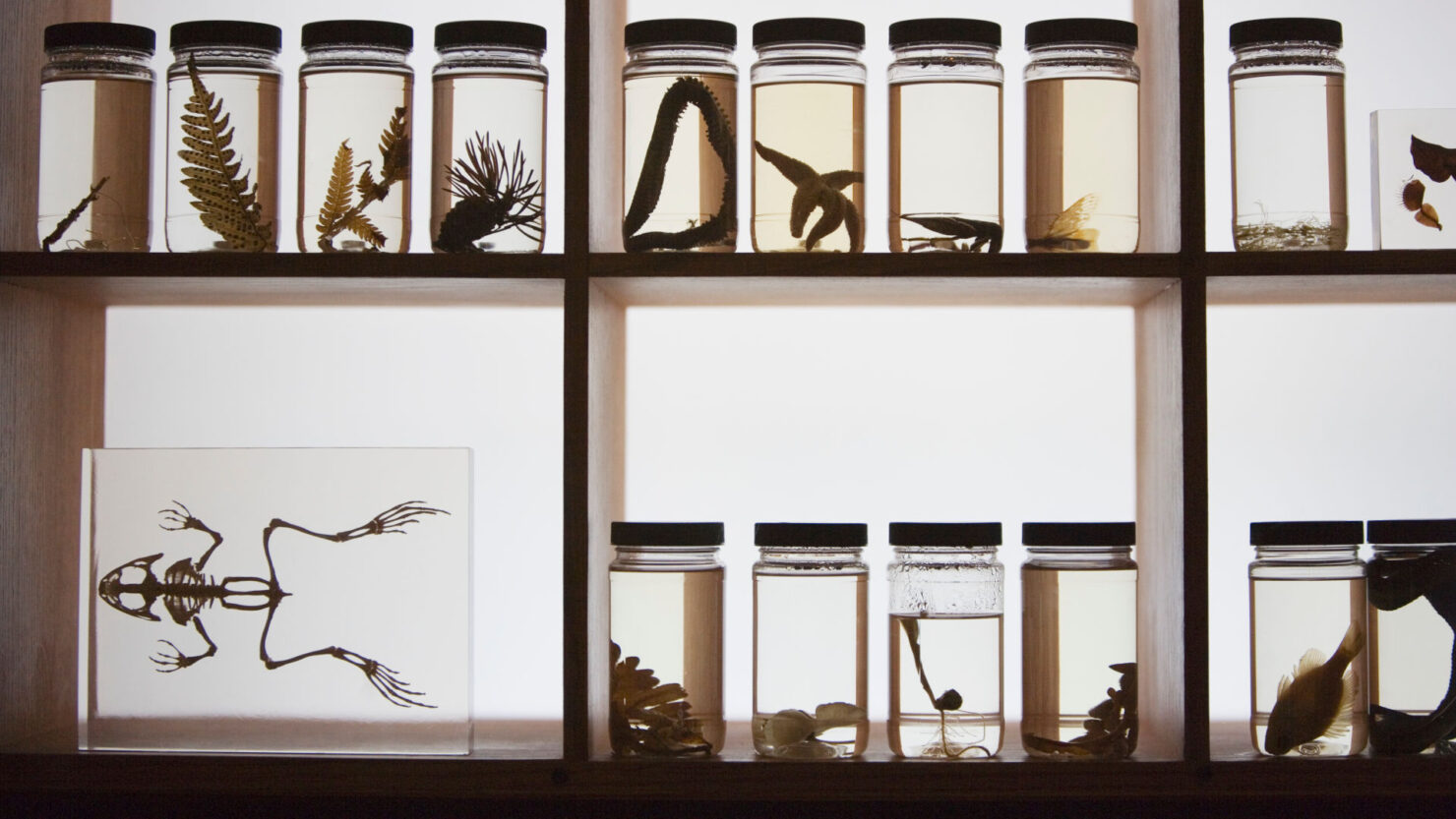 Neglect of a Museum’s Collection Could Cause Scientific Setbacks