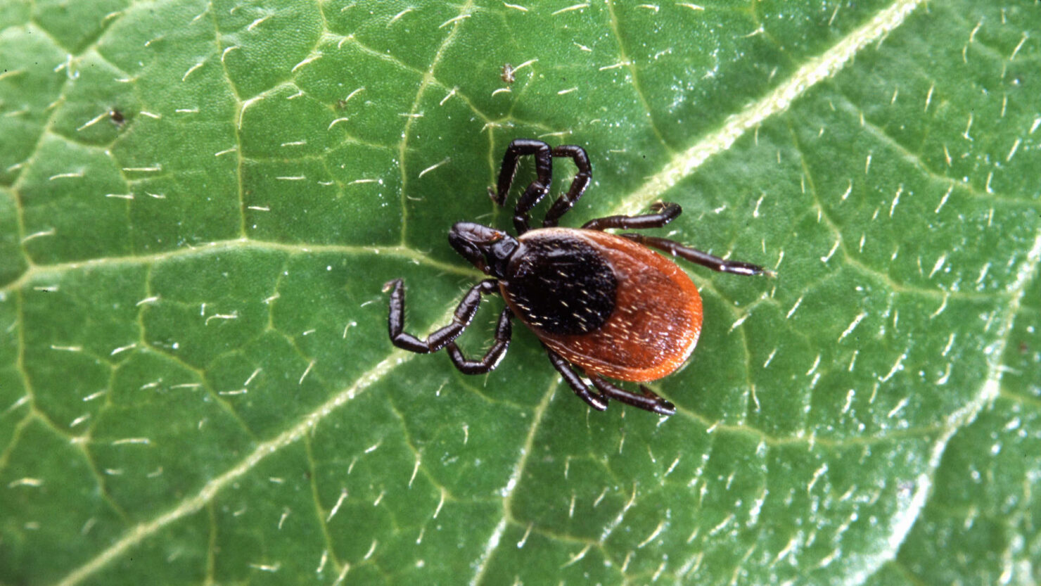 A New Approach to Stopping Ticks — With an Old Drug