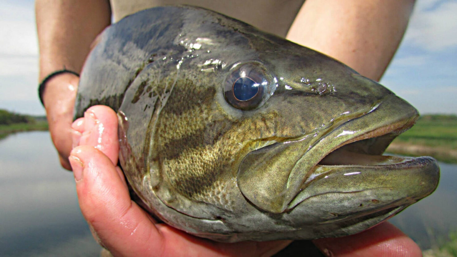 On the Colorado River, Staving Off a Bass Invasion