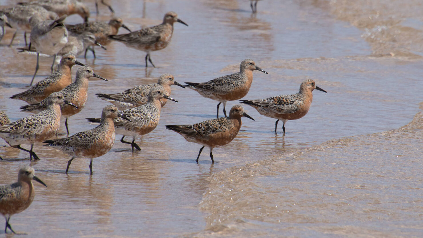 Fresh Hope for Tracking Bird Migration in the Remote West