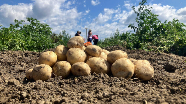 Future Spuds: The Hardy Potatoes of Tomorrow
