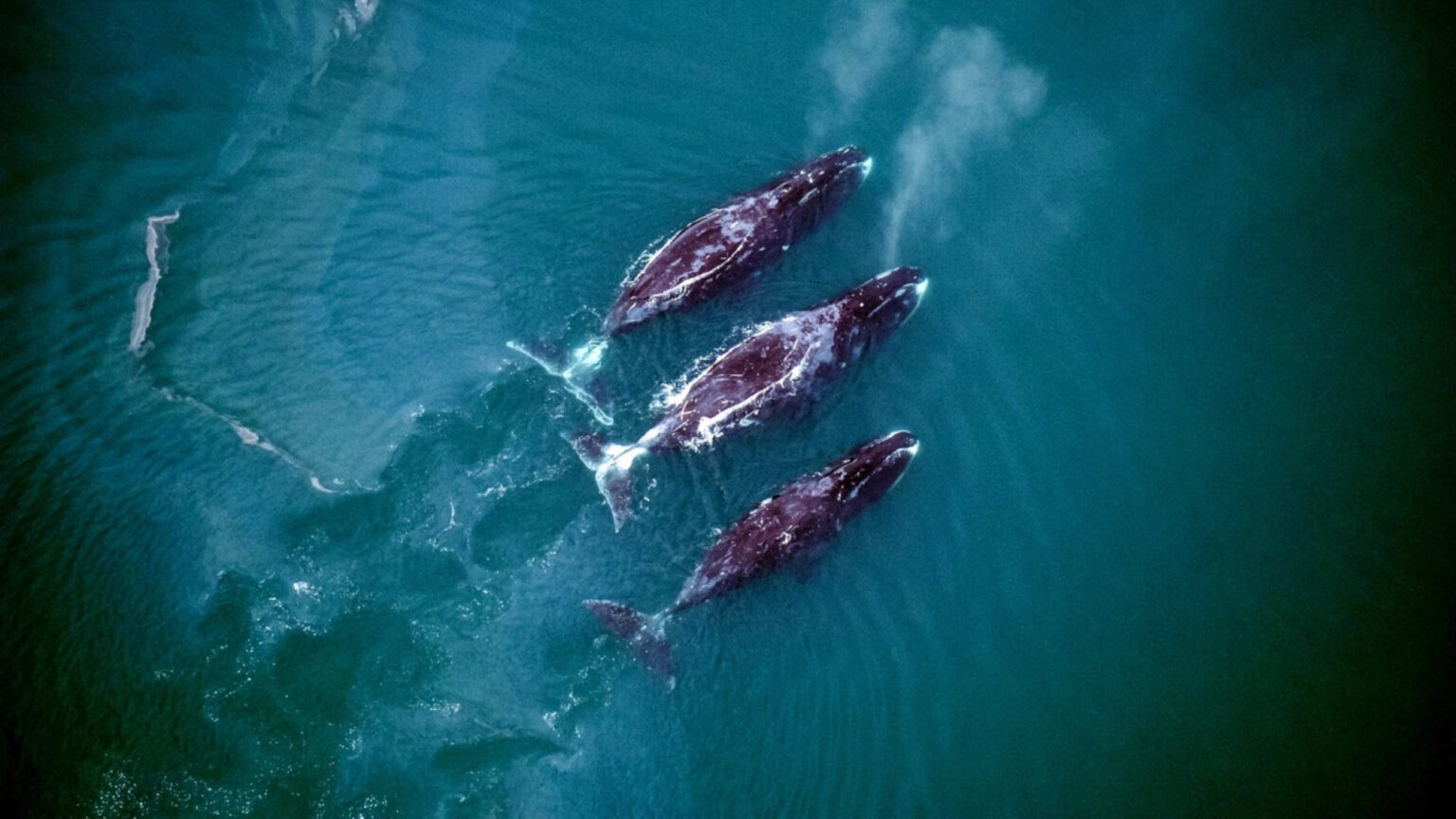 Long Distance Whale Synchrony: Coincidence or Communication?