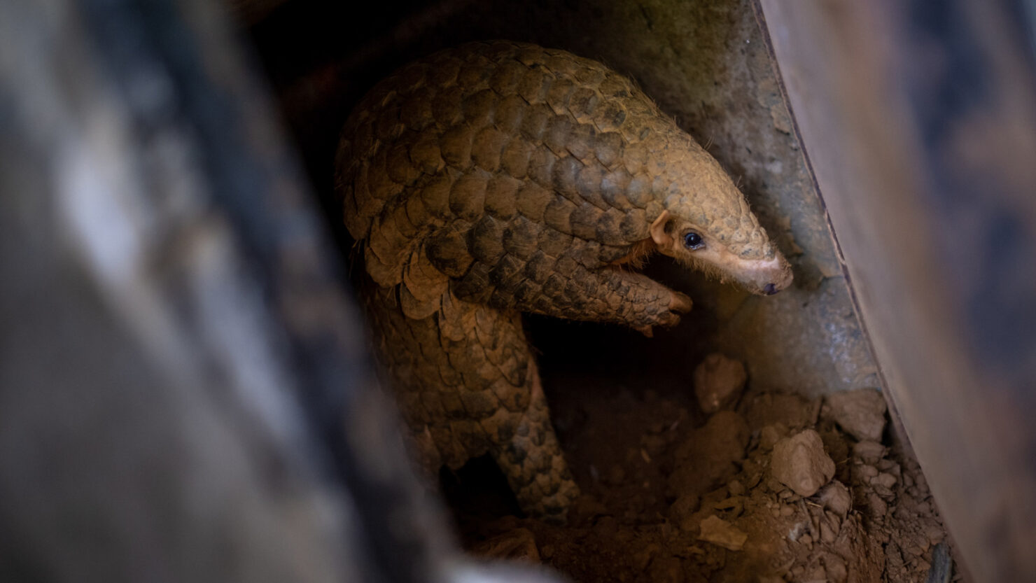 Book Review: A Reverent Tribute to Disappearing Creatures