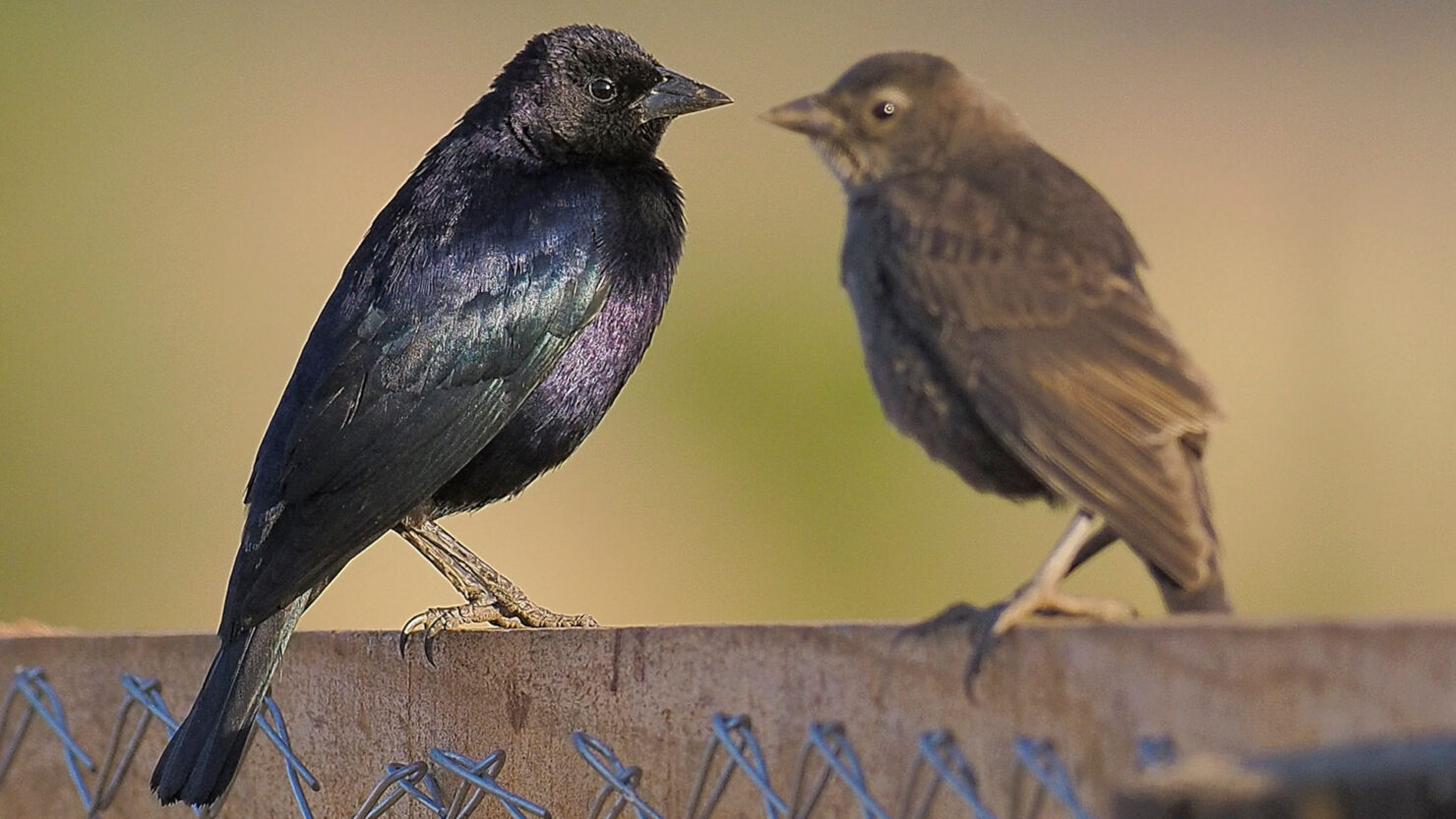 Excerpt: How Prozac Might Give Clams a Boost