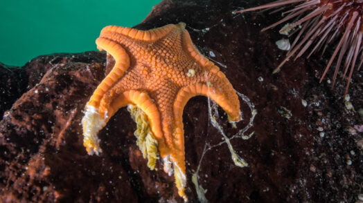 The Contested World of Classifying Life on Earth