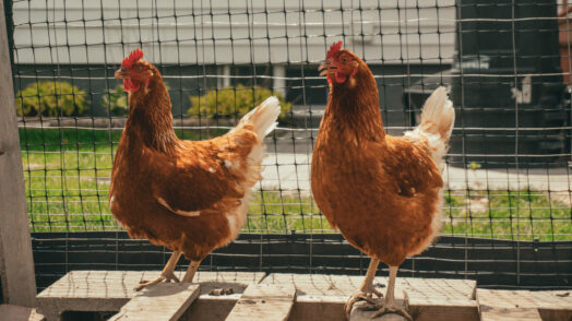 Low-frequency Noise Is Pervasive. Does That Matter?