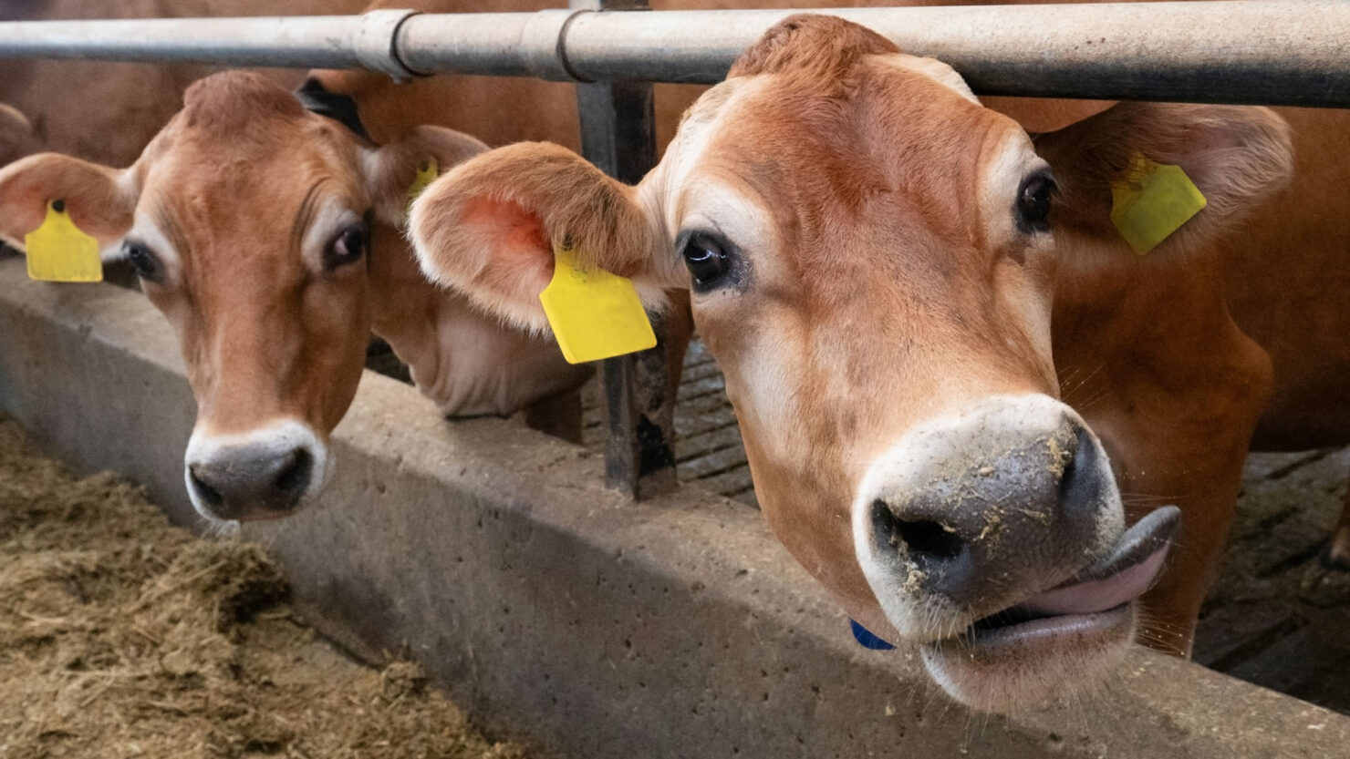 In Denmark, Sick Cows and a Lot of Questions